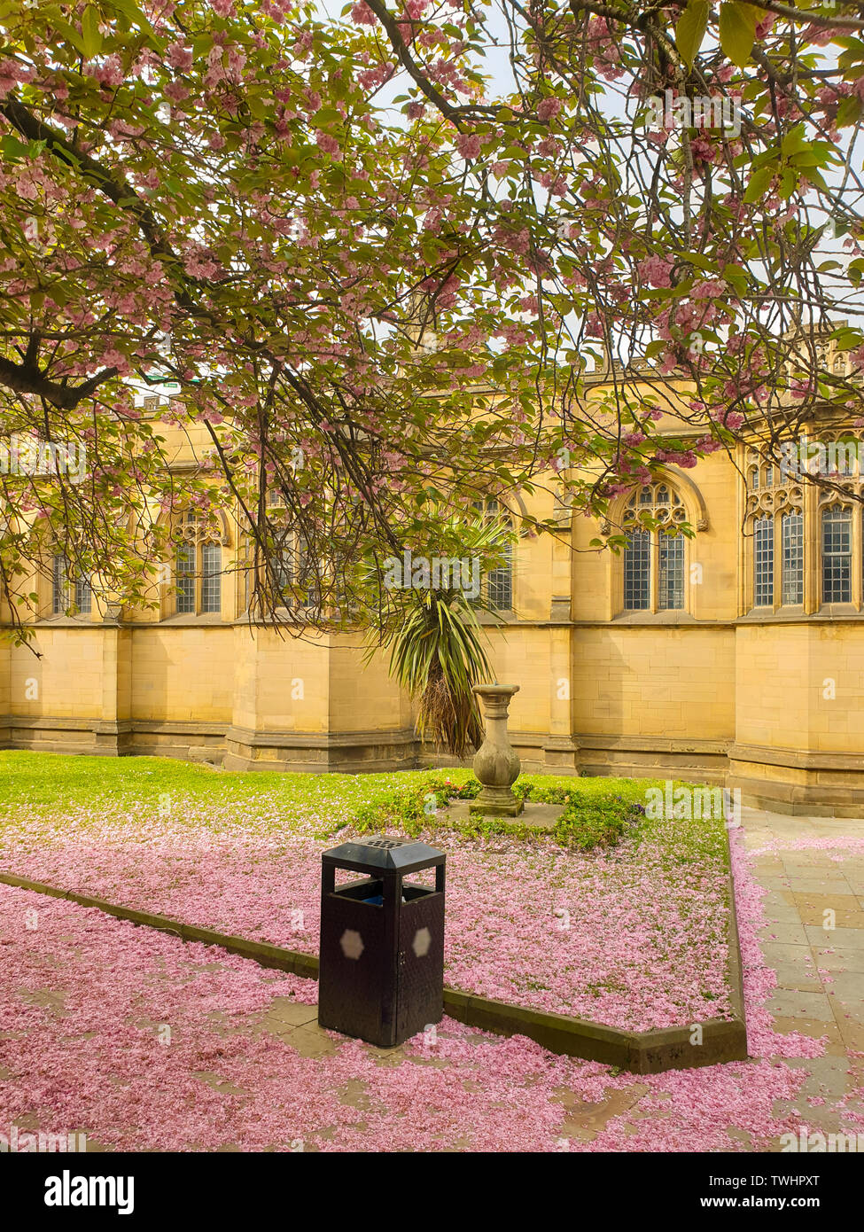 Pink cherry blossom petals covering the ground under a sakura tree ...