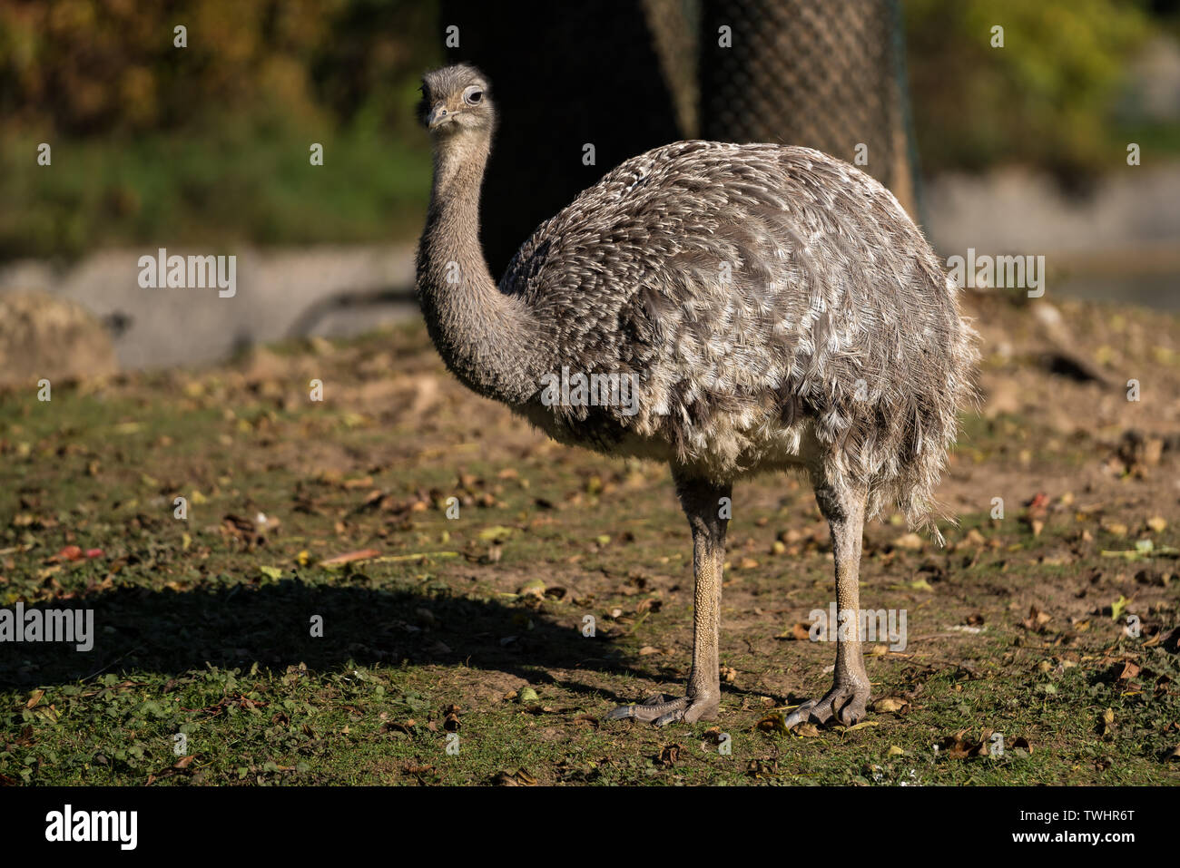 Darwin's rhea, Rhea pennata also known as the lesser rhea. It is a ...