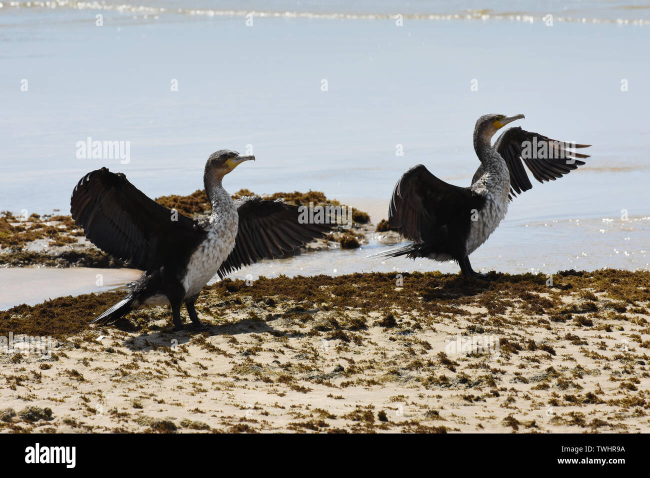 Cape Cormorant Pair With Wings Spread (Phalacrocorax capensis Stock ...