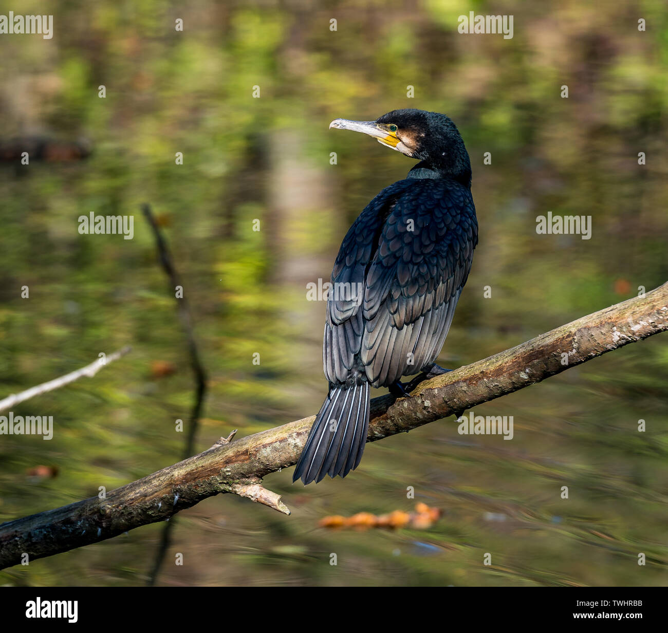 The great cormorant, Phalacrocorax carbo known as the great black ...
