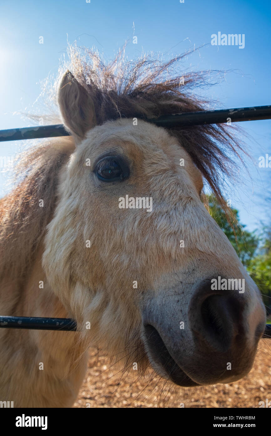 White shetland pony portrait hi-res stock photography and images - Alamy