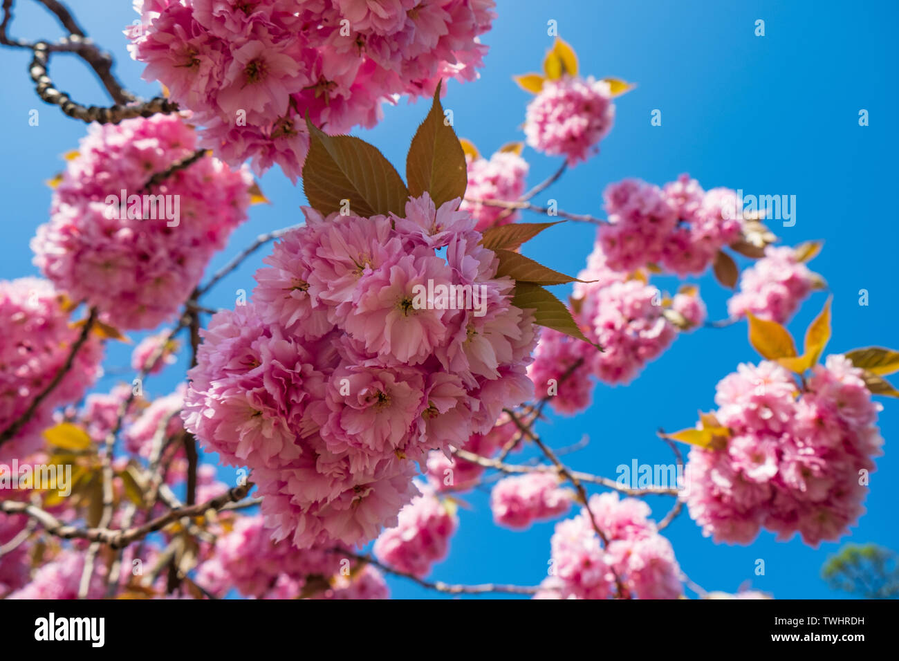 Blossom of pink sakura flowers on a cherry tree branch in spring in ...