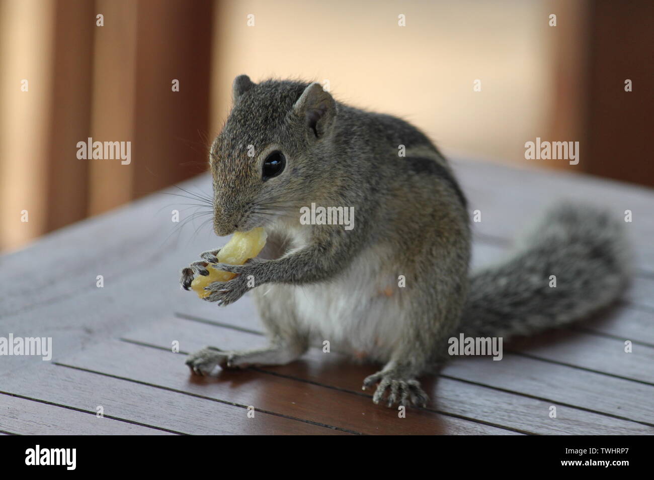 Indian Palm Squirrel at a holiday resort in Sri Lanka Stock Photo - Alamy