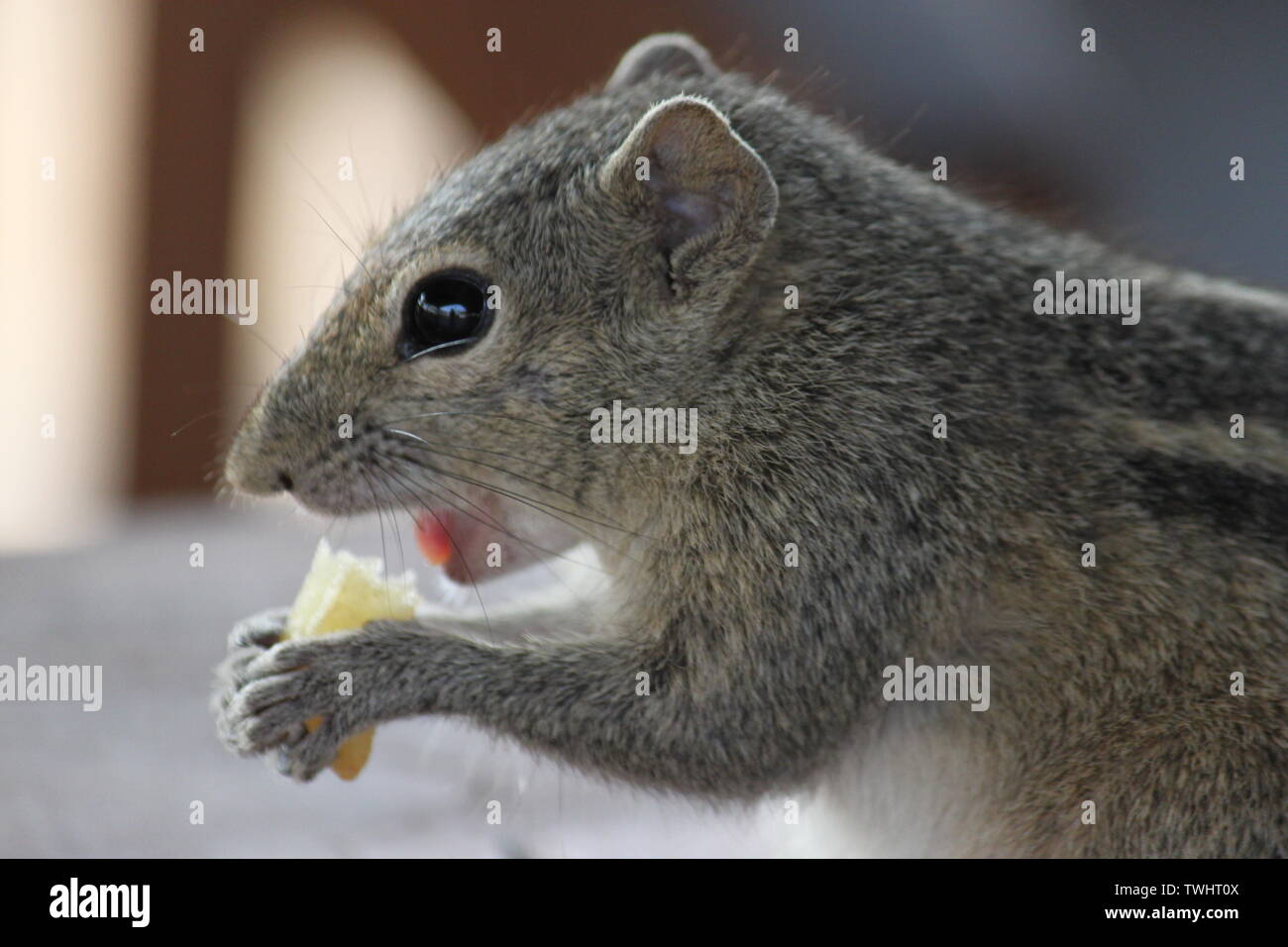 Indian Palm Squirrel at a holiday resort in Sri Lanka Stock Photo - Alamy