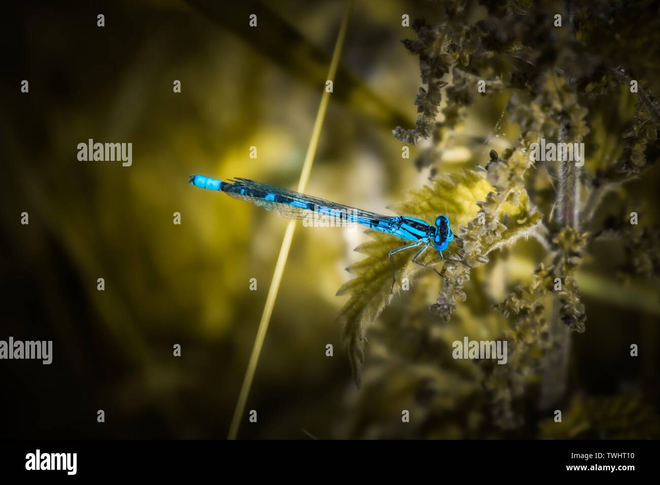 A blue damselfly. A dragonfly that can only be spotted between April ...