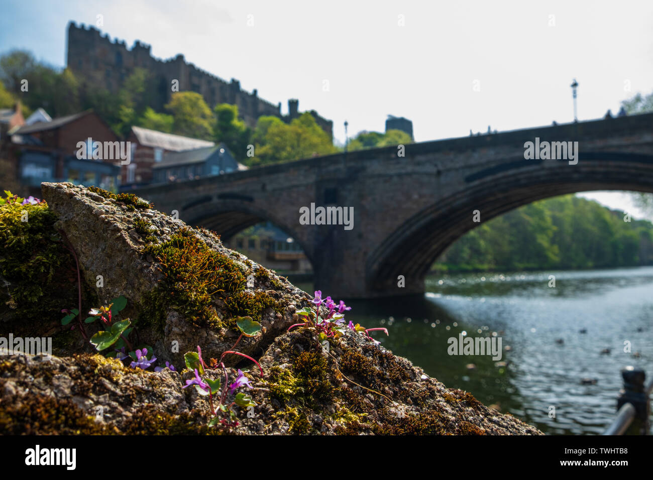 Wild flower on the bank of River Wear and Framwellgate Bridge in the ...
