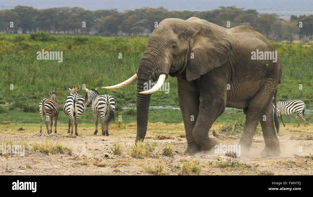 Shot bull elephant hi-res stock photography and images - Alamy