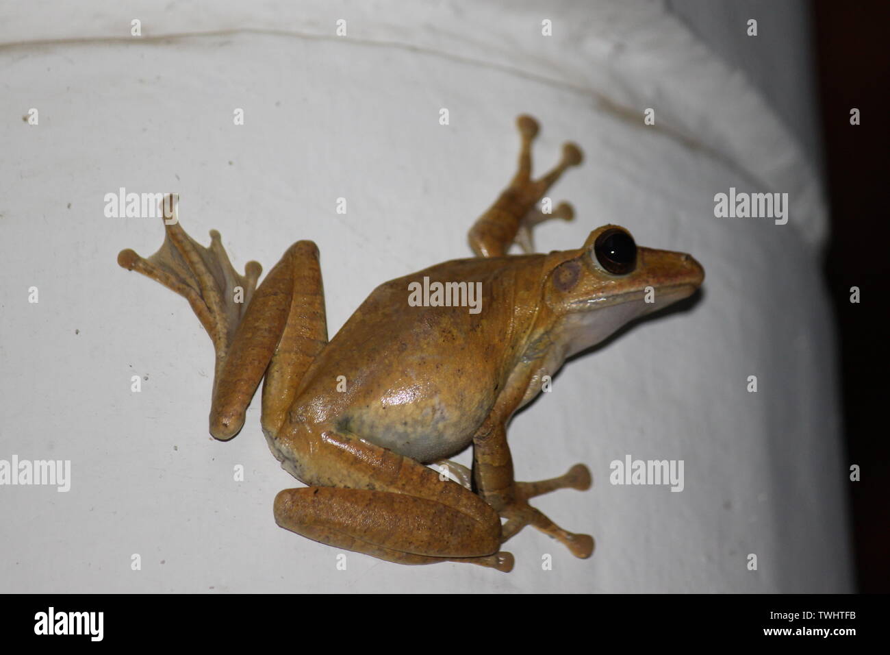 Common Indian tree frog photographed in Sri Lanka Stock Photo - Alamy