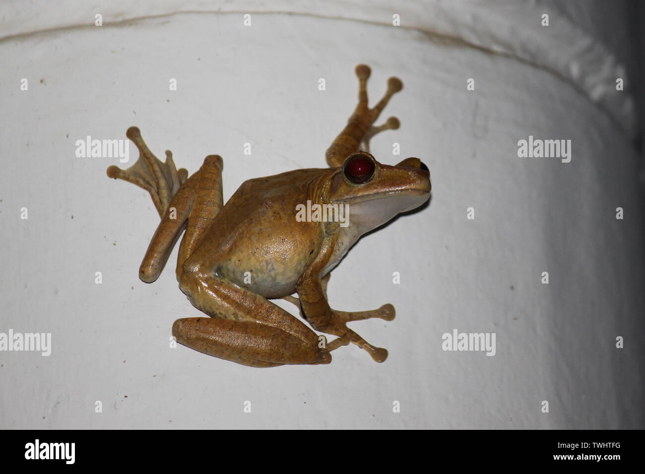 Frog amphibian sri lanka hi-res stock photography and images - Alamy