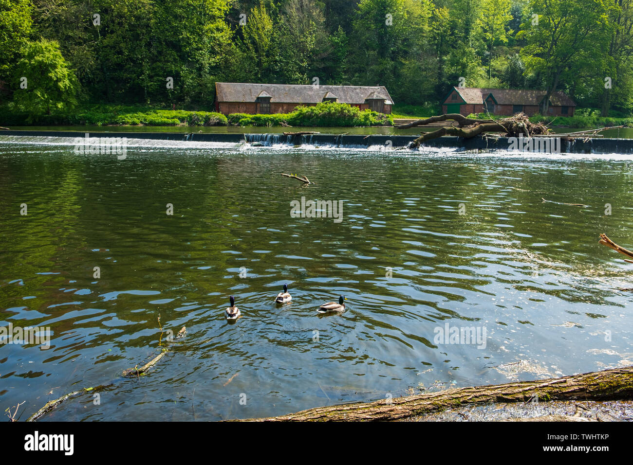Beautiful scene of swimming ducks in River Wear and traditional ...