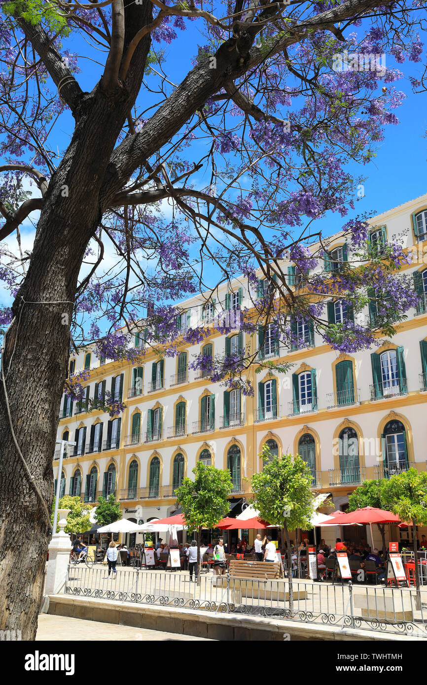 Beautiful jacaranda trees in Plaza de La Merced public square, with ...