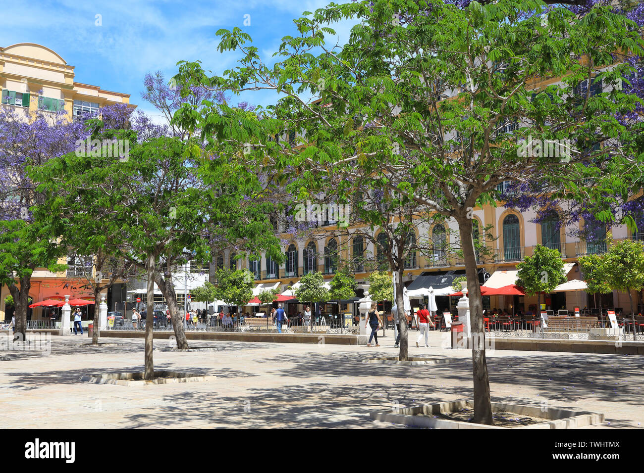 Jacaranda tree behind hi-res stock photography and images - Alamy
