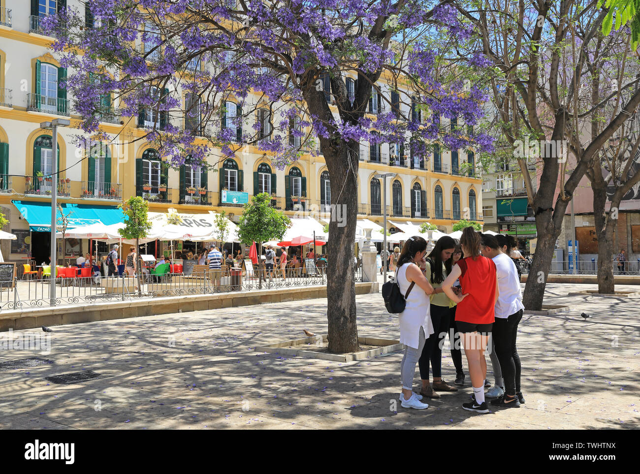 Beautiful jacaranda trees in Plaza de La Merced public square, with ...