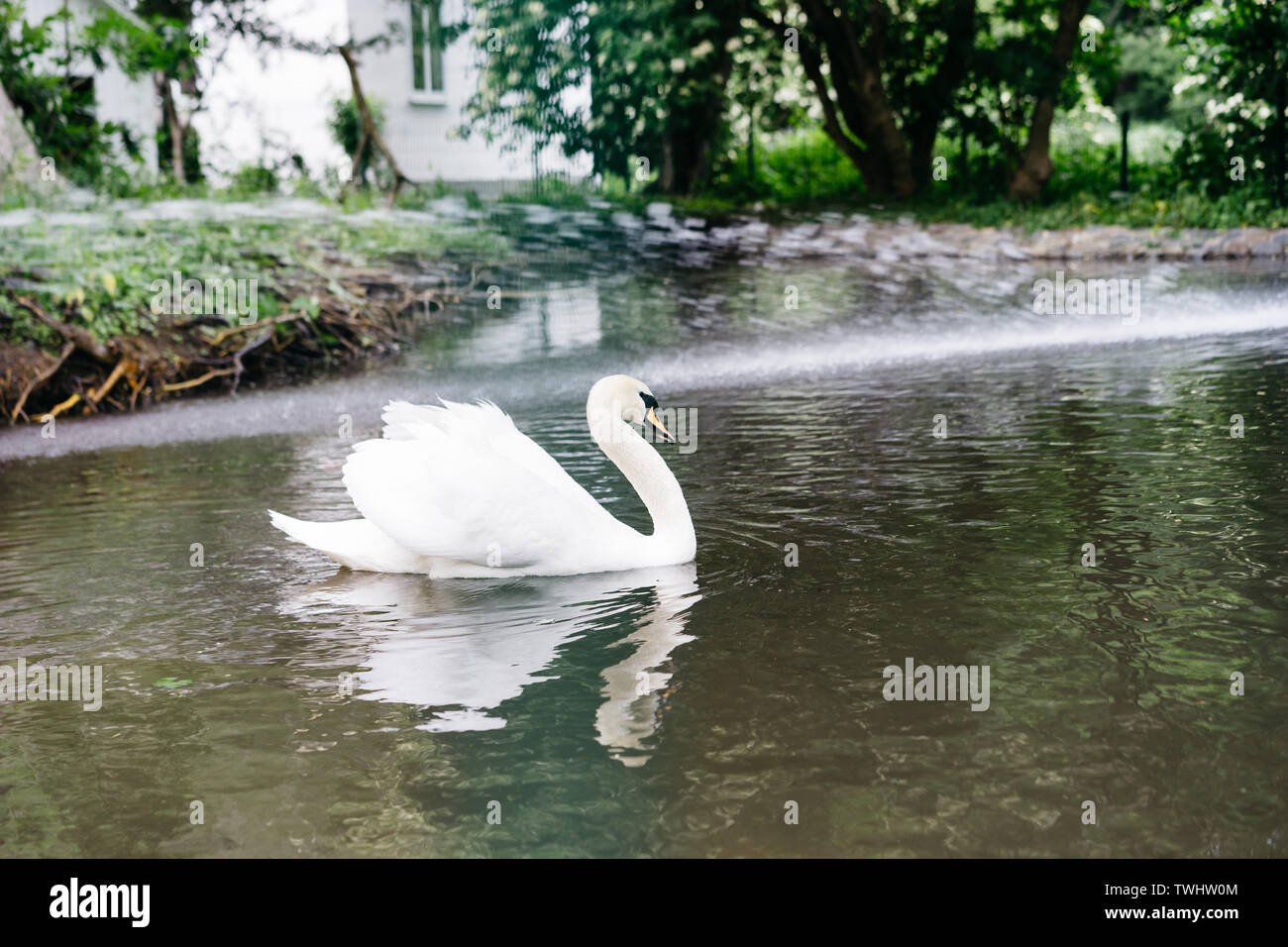 Zoo swan swims in pond hi-res stock photography and images - Alamy