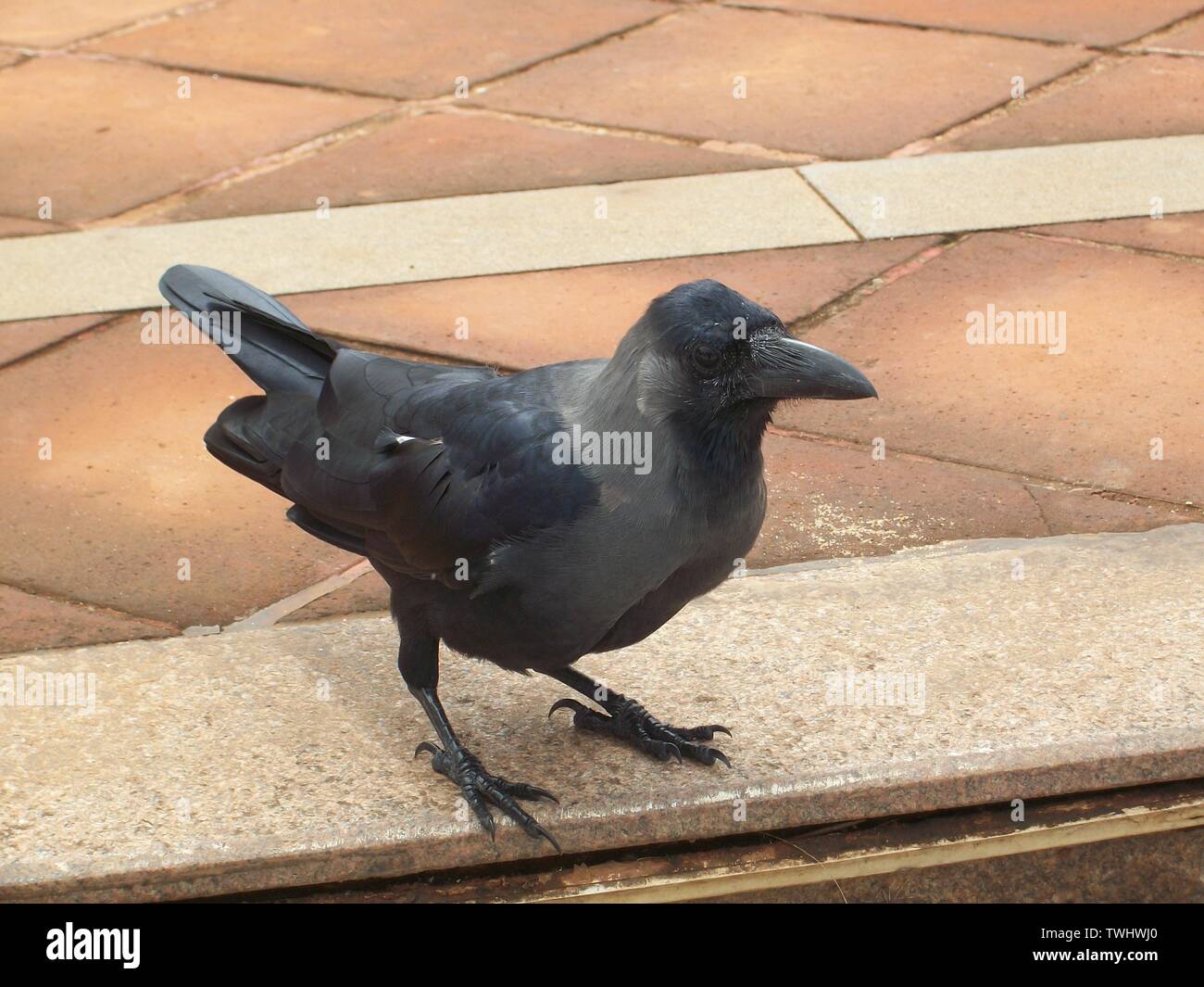 House crow at holiday resort in Sri Lanka Stock Photo - Alamy