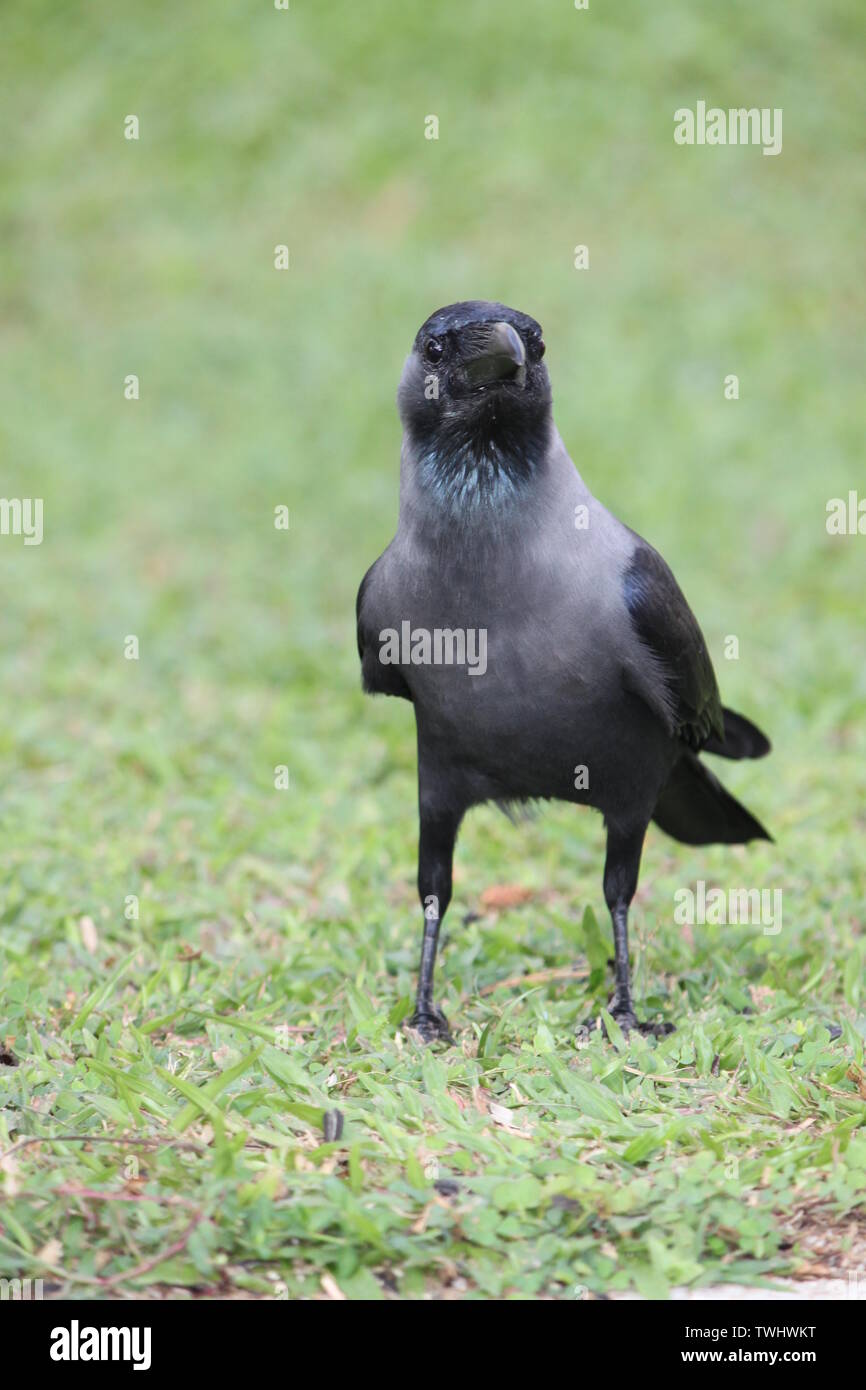 Indian house crow hi-res stock photography and images - Alamy