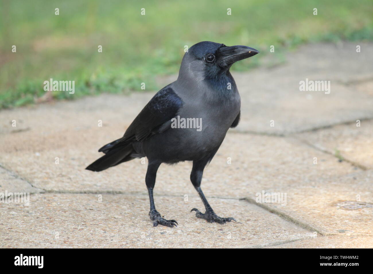 Indian house crow hi-res stock photography and images - Alamy
