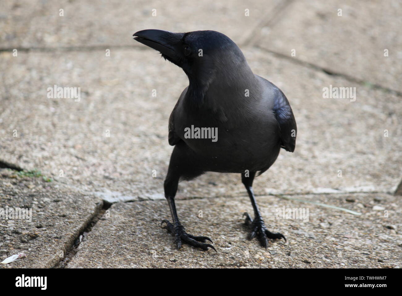Indian house crow hi-res stock photography and images - Alamy