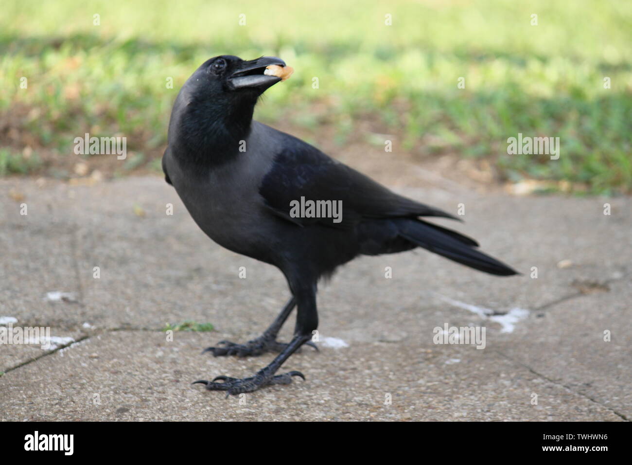 House crow at holiday resort in Sri Lanka Stock Photo - Alamy