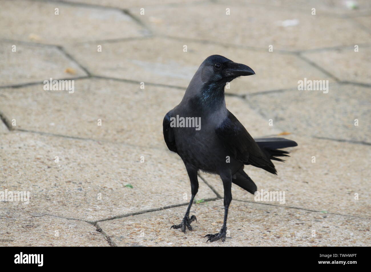 House crow at holiday resort in Sri Lanka Stock Photo - Alamy