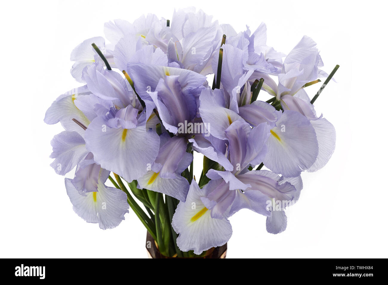 Light Blue Colored Iris Flower Isolated on White Background Stock Photo ...