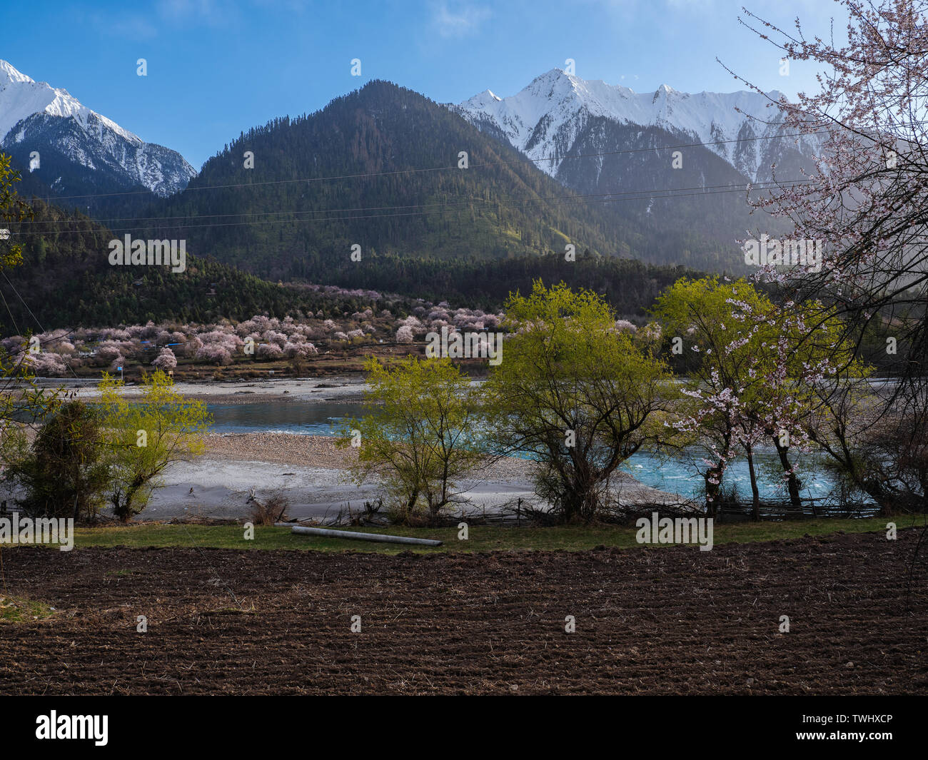 Lin zhi hi-res stock photography and images - Alamy