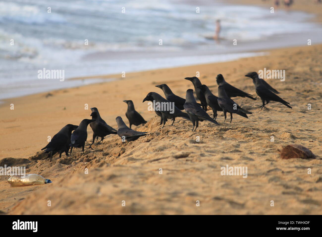 Sri lankan birds hi-res stock photography and images - Alamy