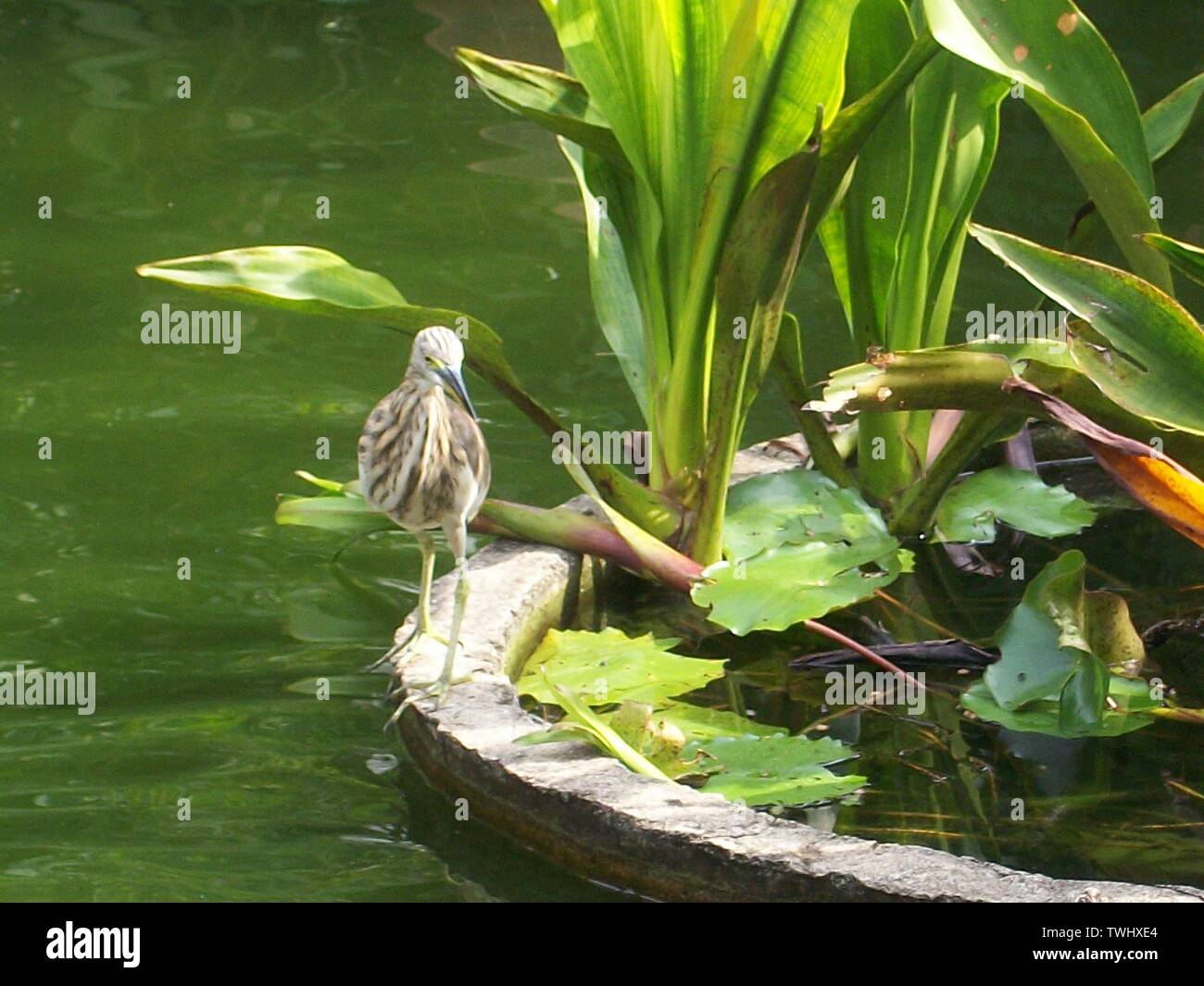Indian pond heron by a pond in Sri Lanka Stock Photo - Alamy