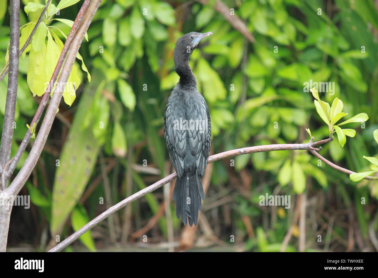 Little cormorant (Microcarbo niger) by a pond in Sri Lanka Stock Photo ...