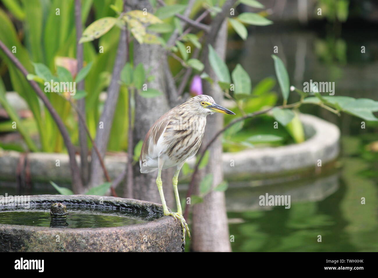 Indian pond heron by a pond in Sri Lanka Stock Photo - Alamy