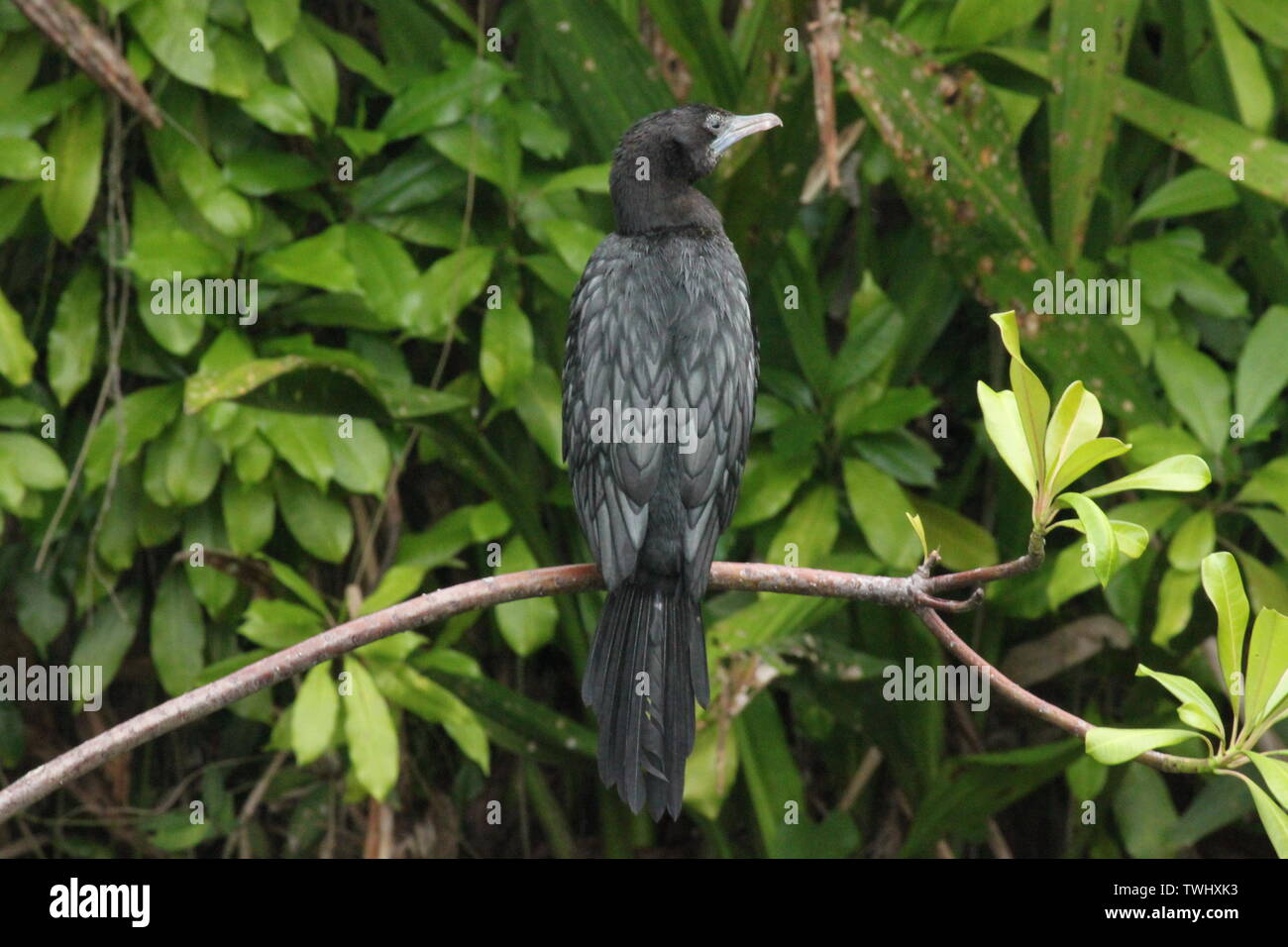Little cormorant (Microcarbo niger) by a pond in Sri Lanka Stock Photo ...