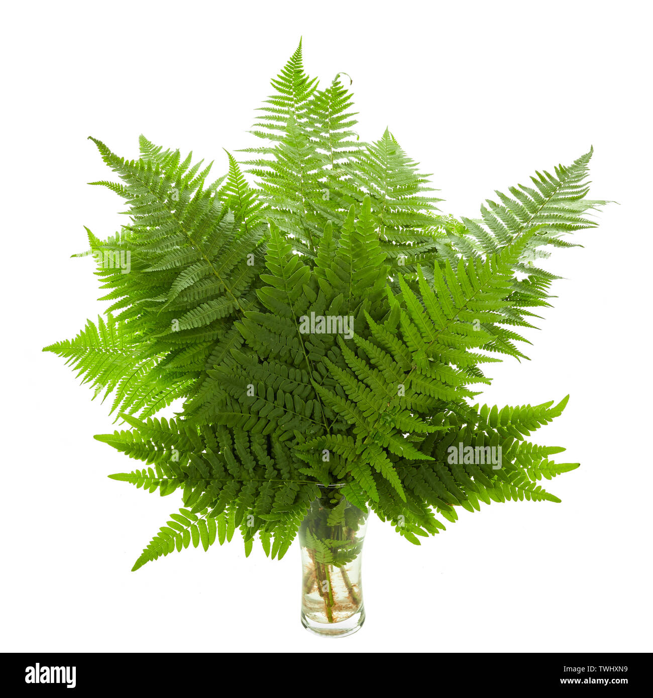 Beautiful fresh fern leaves Cut Out Stock Images & Pictures - Alamy
