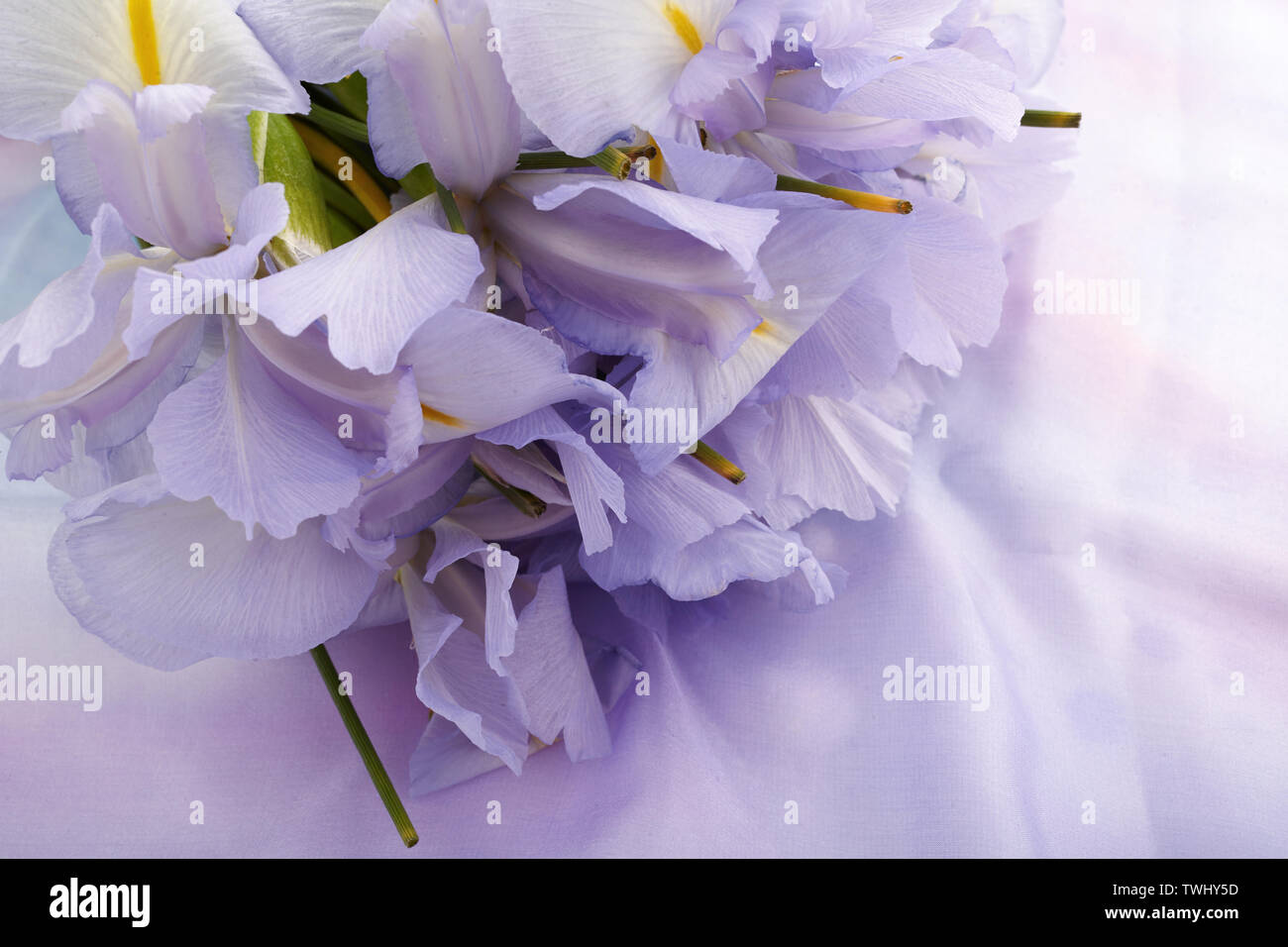 Spring nature background with beautiful iris flowers Stock Photo - Alamy