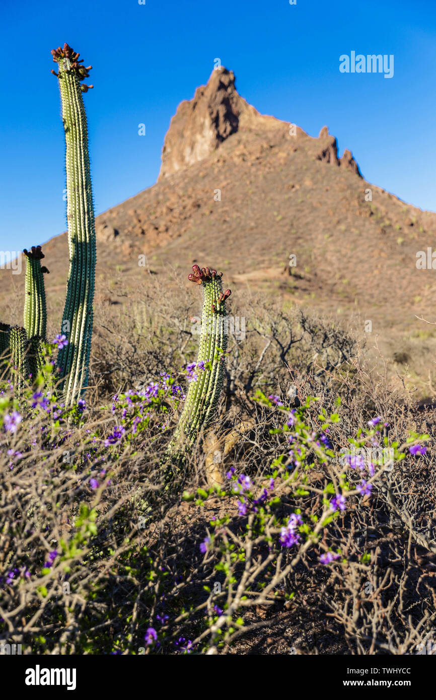 The Guayacan, a Sonoran desert tree that blooms in the drought, before ...