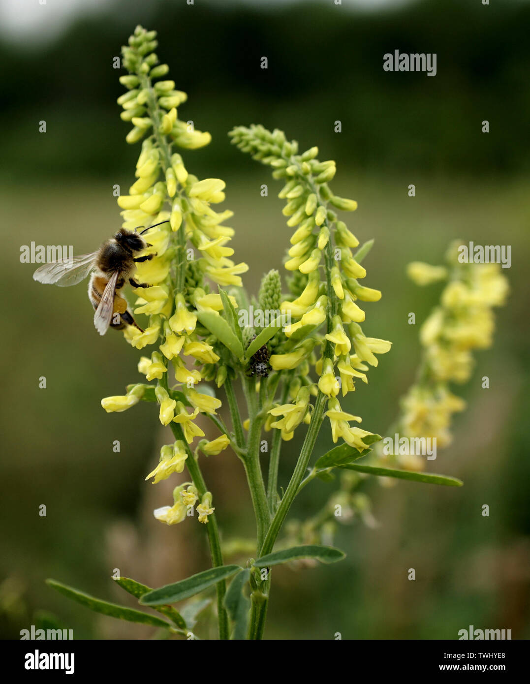 yellow flowers with a bee and spider Stock Photo - Alamy