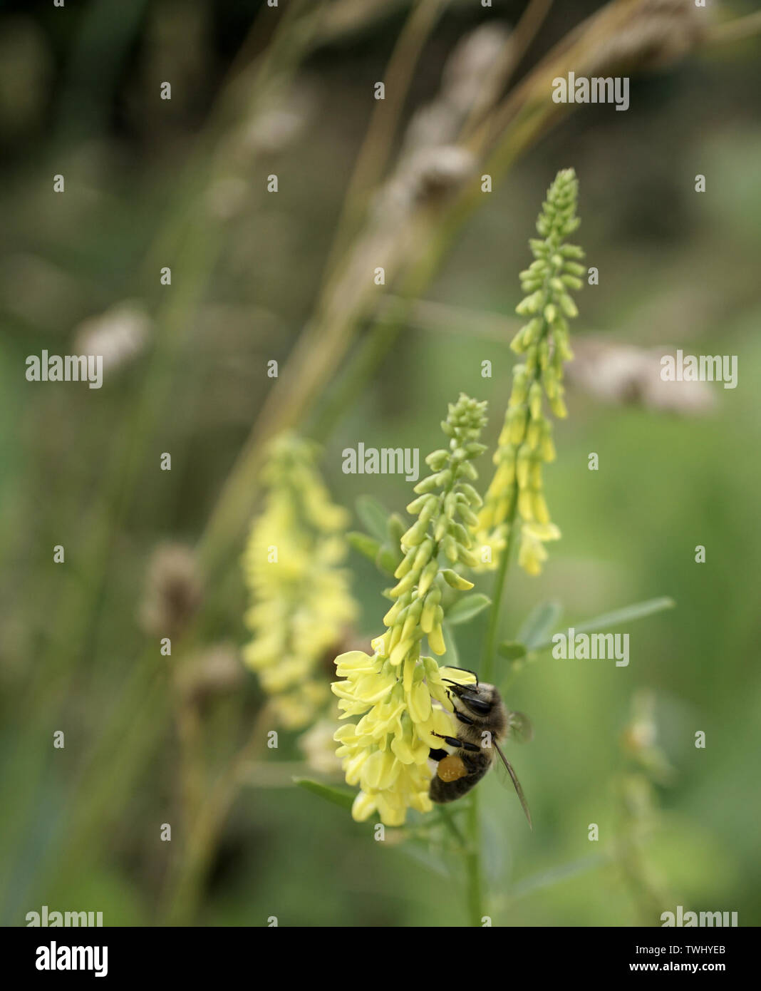 yellow flowers with a bee Stock Photo - Alamy