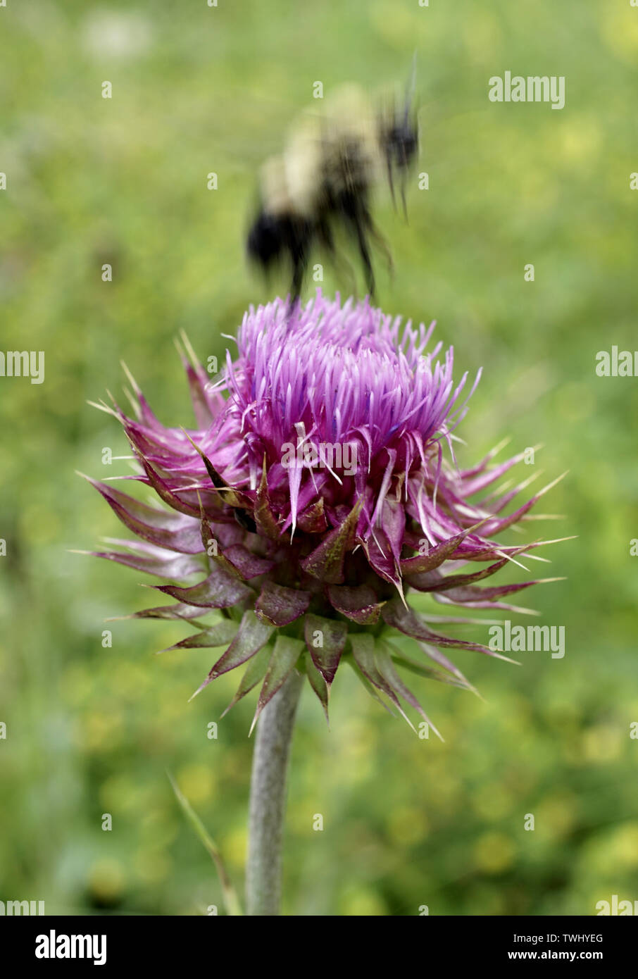 Purple ohio wildflower hi-res stock photography and images - Alamy