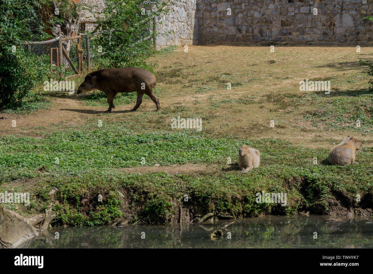 Two capybaras hi-res stock photography and images - Alamy