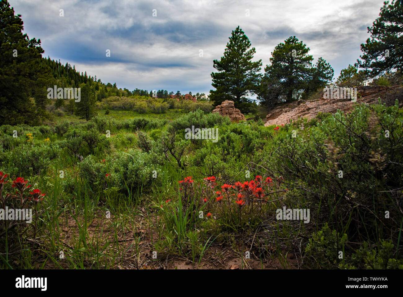 Scenic views of Zions National Park as seen from Kolob Terrace Road, a ...