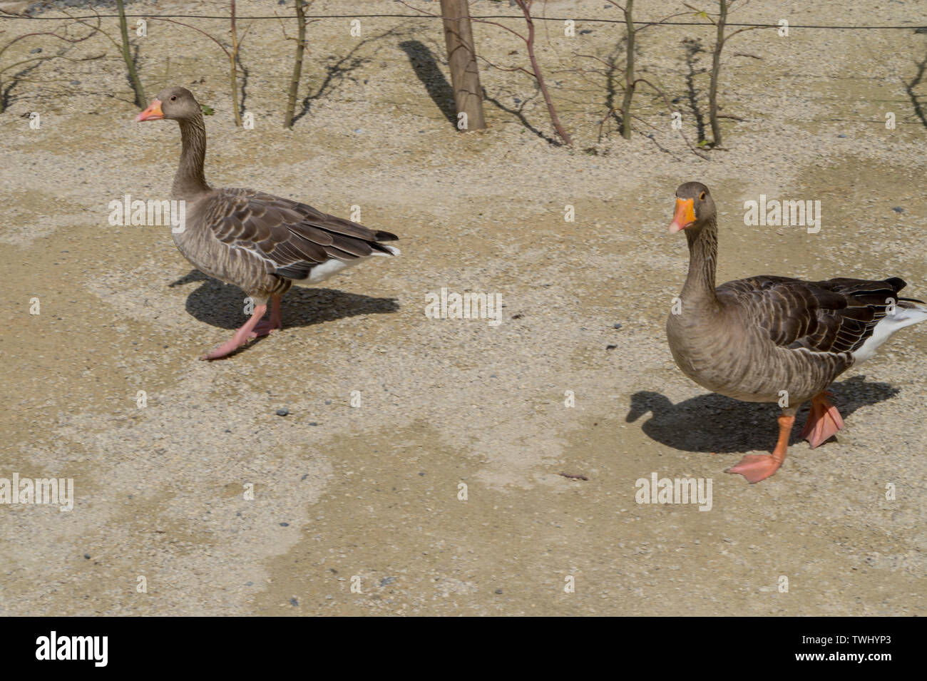 Wandering goose hi-res stock photography and images - Alamy