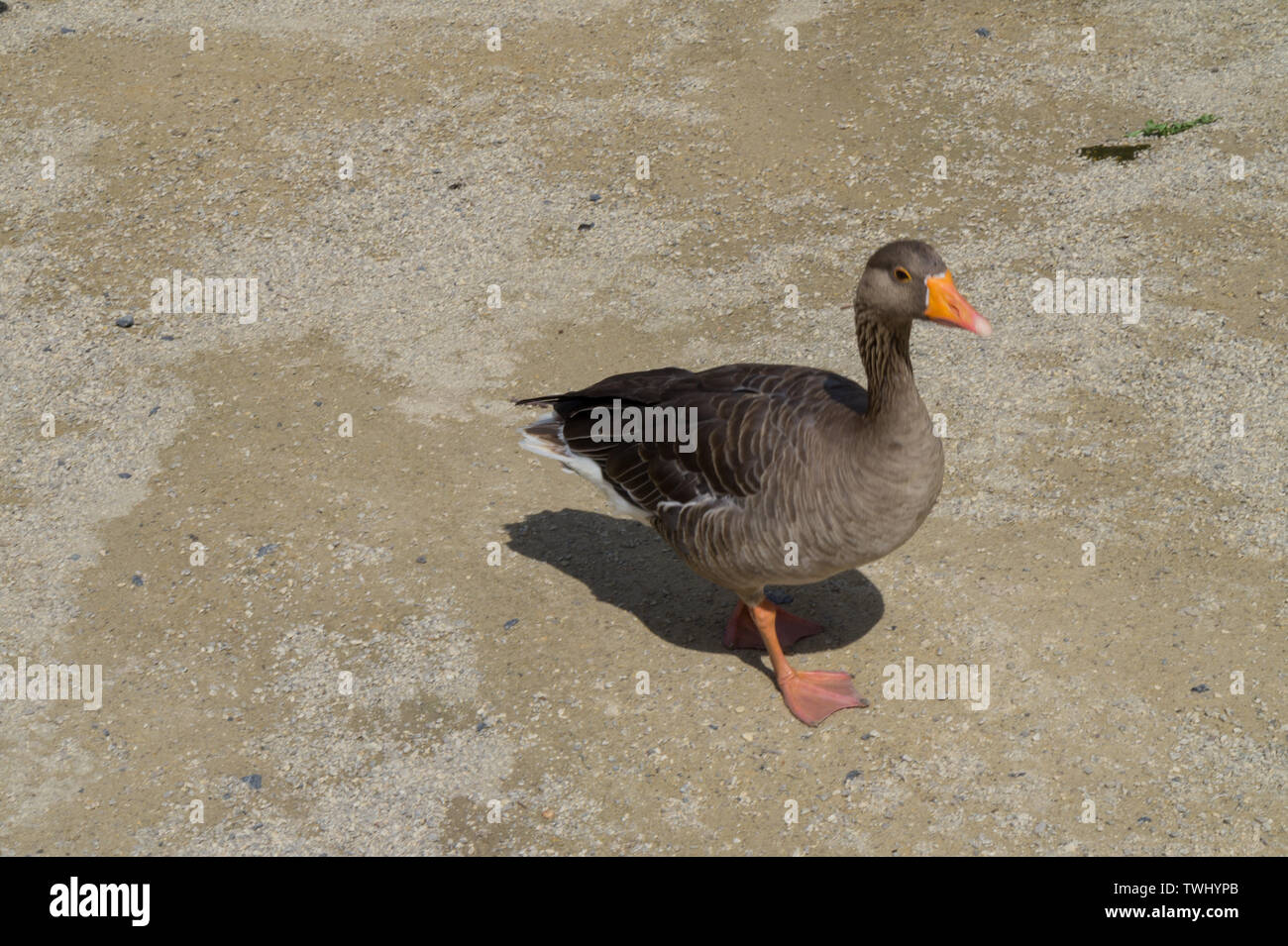 Duck walking alone in a park Stock Photo - Alamy