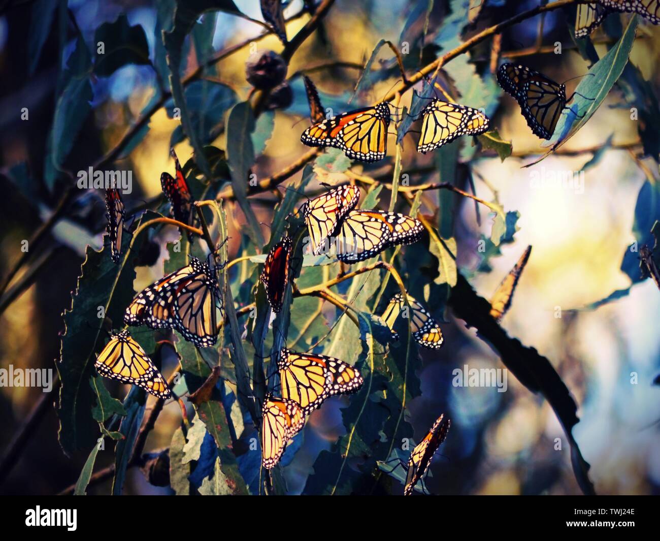 Monarch Butterfly Migration, Pismo California United States Stock Photo ...