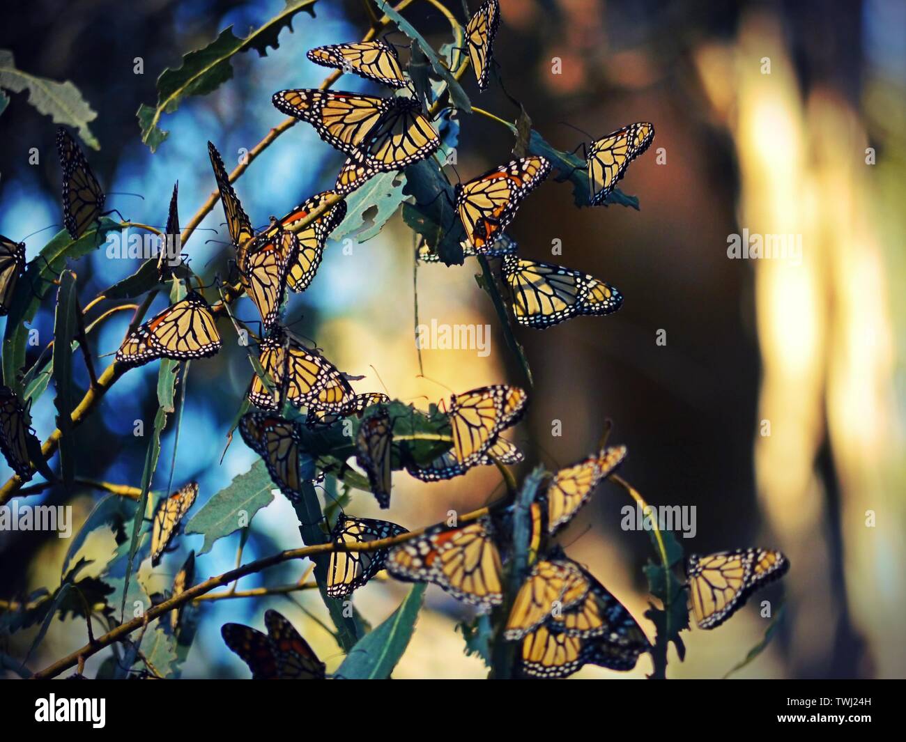 Monarch Butterfly Migration, Pismo California United States Stock Photo ...