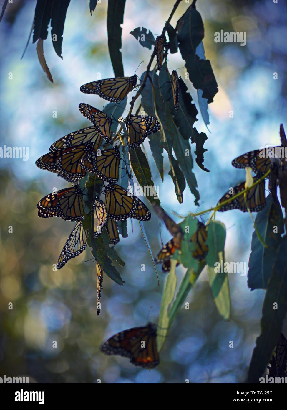 Monarch butterfly migration california hi-res stock photography and ...