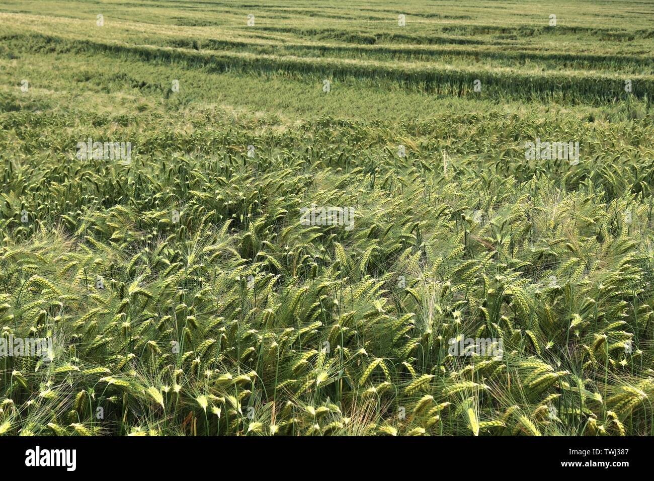 Detailed view on green agricultural crop fields on a summer day Stock ...