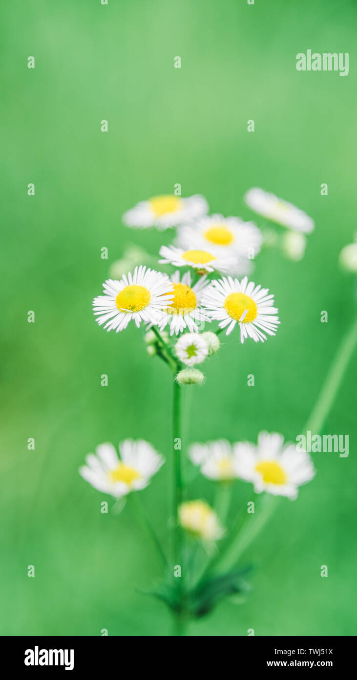 Small fresh healing system Stock Photo - Alamy