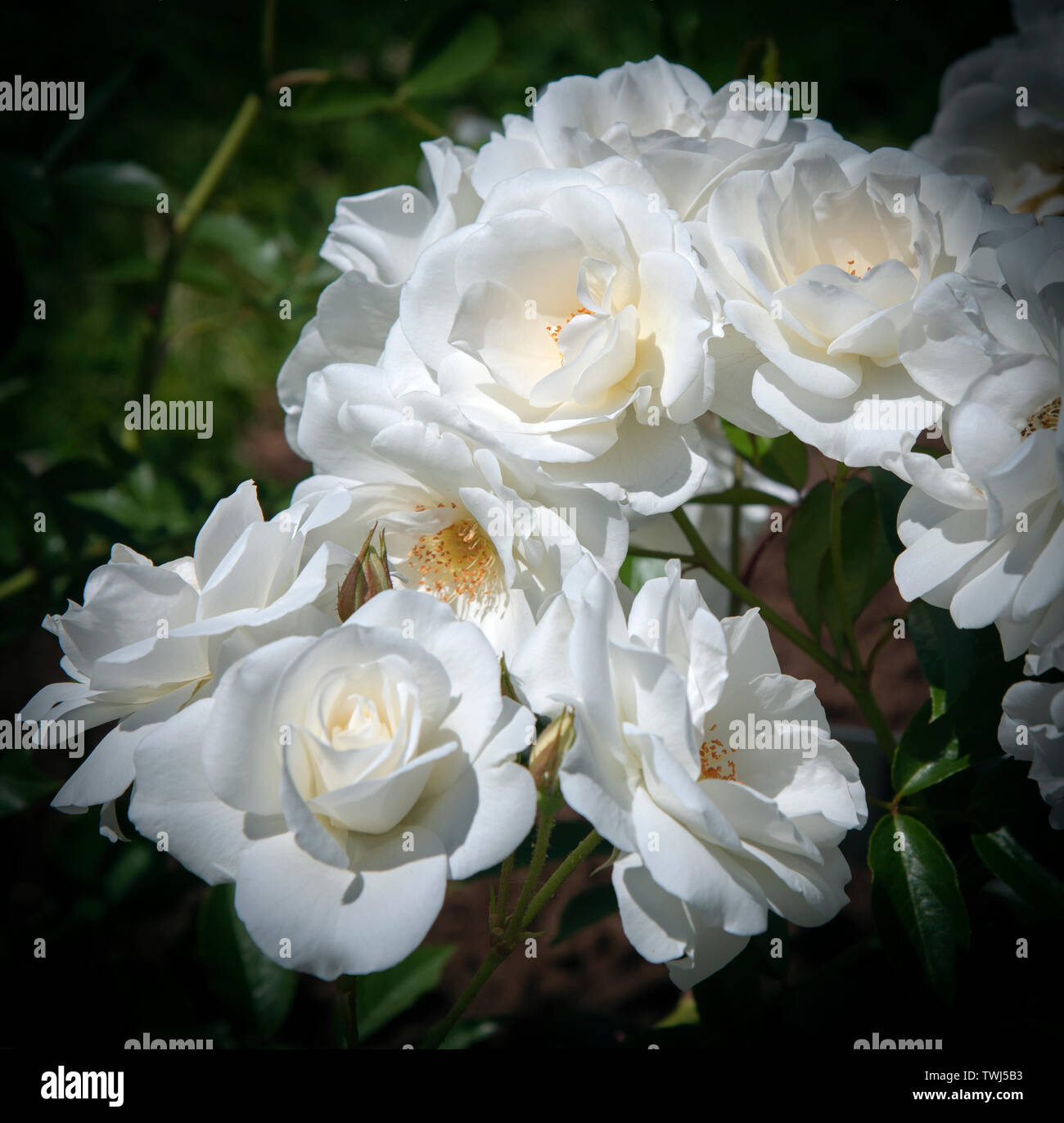 Cluster Of White Roses Stock Photo - Alamy