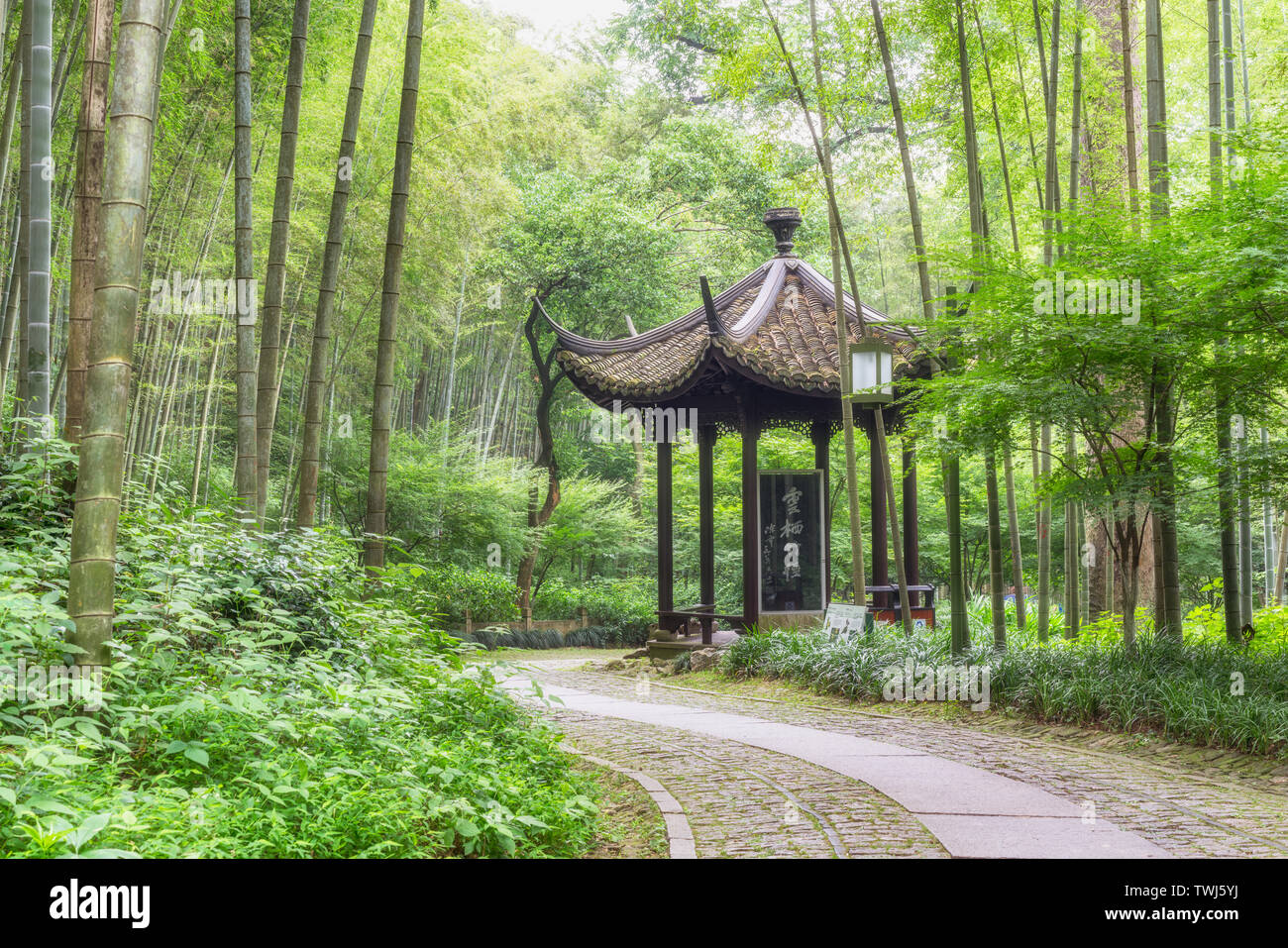 Summer scenery of Yunxi bamboo path in Hangzhou, Zhejiang Stock Photo ...