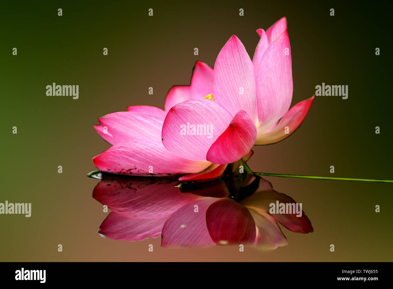 Lotus and birds Stock Photo - Alamy