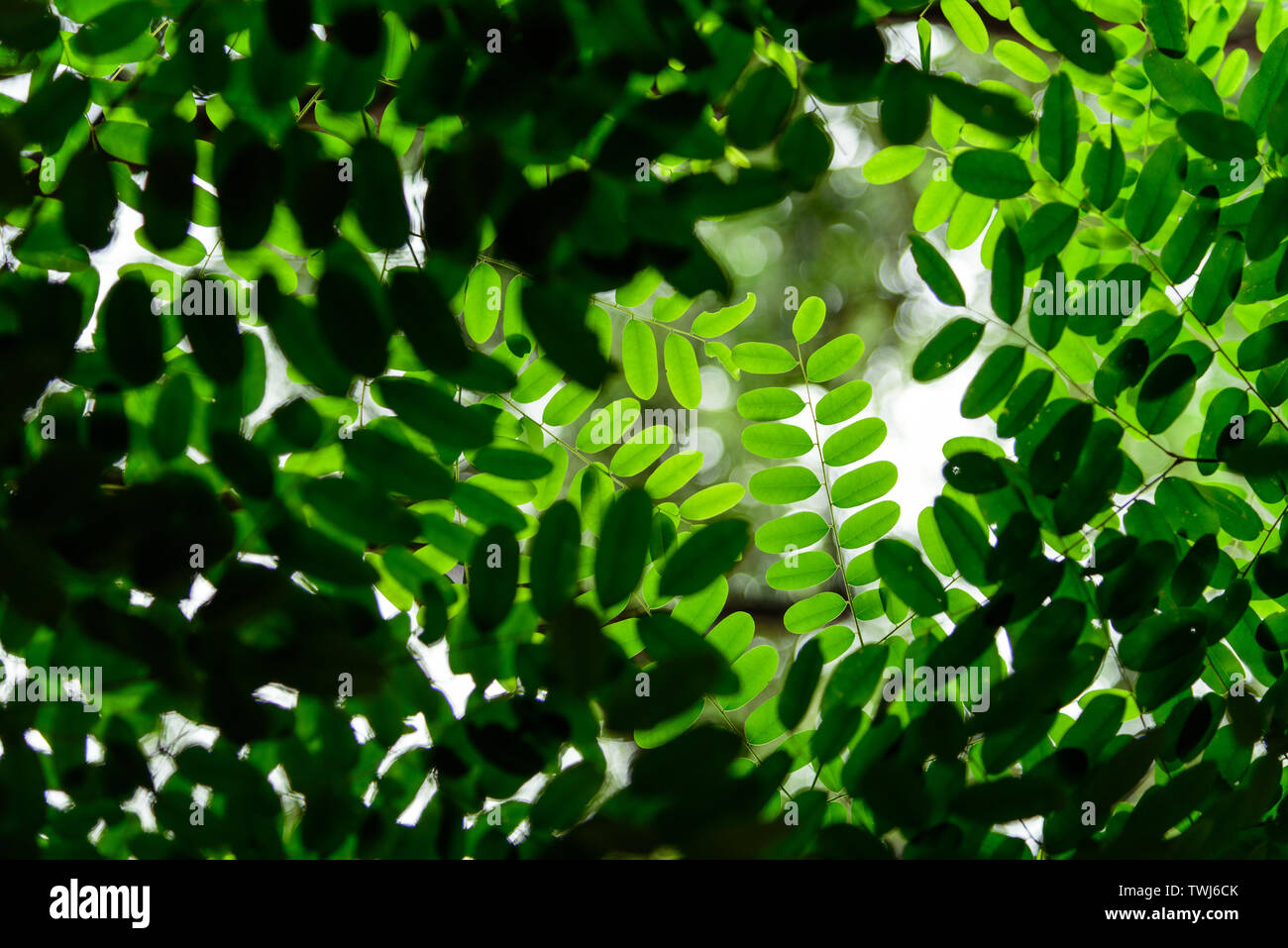 Oval blade hi-res stock photography and images - Alamy